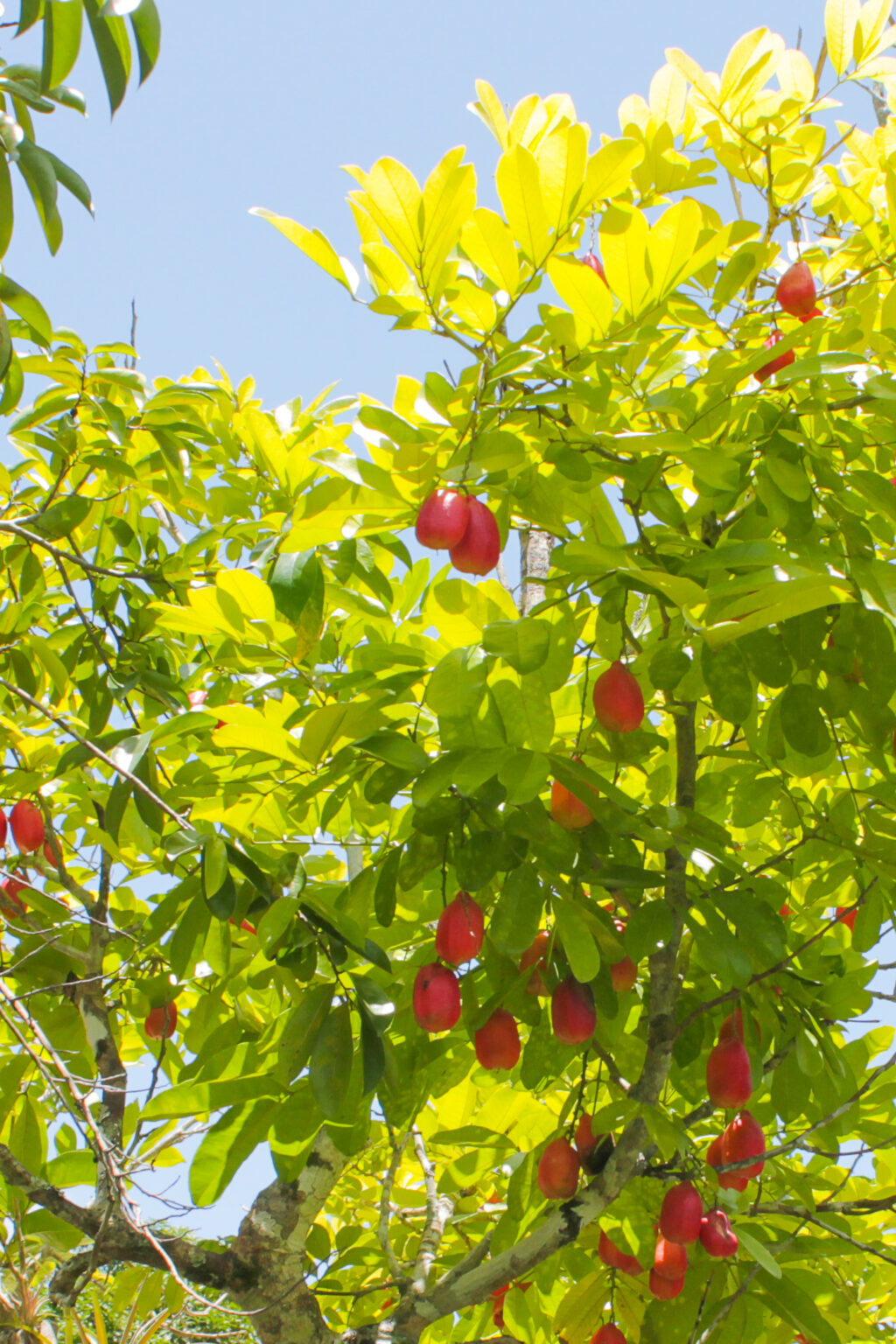 About Us - Belize Living Heritage
